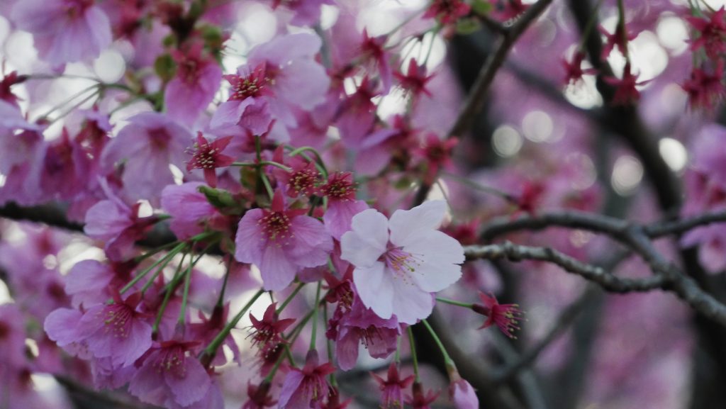 Nikkei Voice: The Significance of Sakura Season – Pacific Citizen